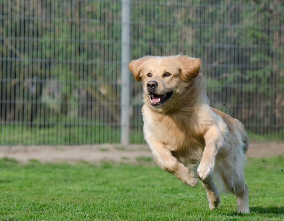 How Fast Can Dogs Run? | Woof & Beyond