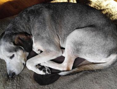 Breeding Dog Without Breeding Rights: What’s Legal and What’s Not ...