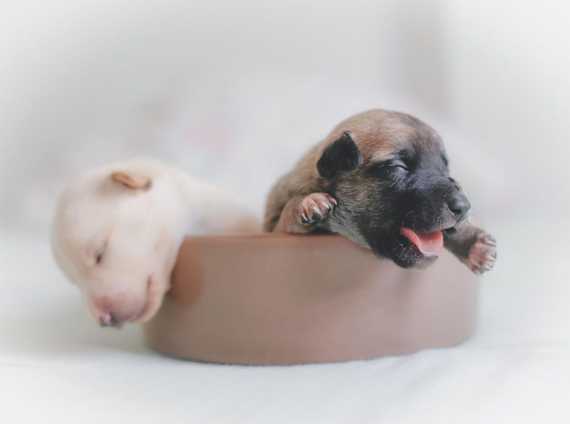 When Can You Bathe Your Dog After She Gave Birth? | Woof & Beyond