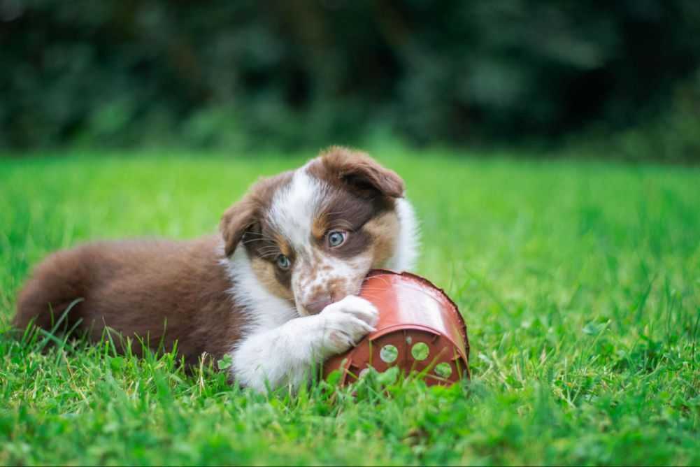 Puppy Biting Crate Here s Why How To Stop It Woof Beyond puppy-biting-crate-here-s-why-how-to-stop-it-woof-beyond