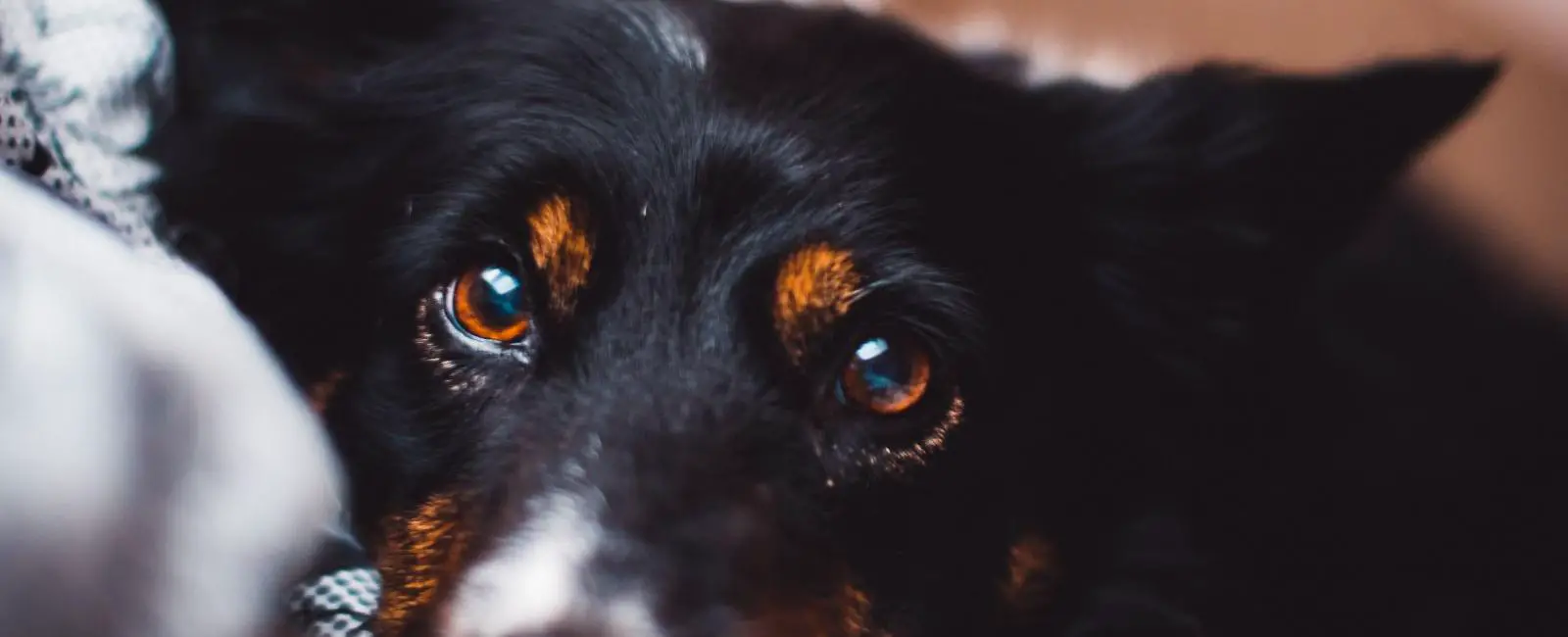 Dog Vision: How Dogs See the World | Woof & Beyond