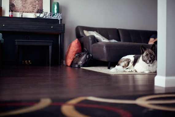 Why Is Your Dog Eating Carpet and How to Prevent It: A Comprehensive ...