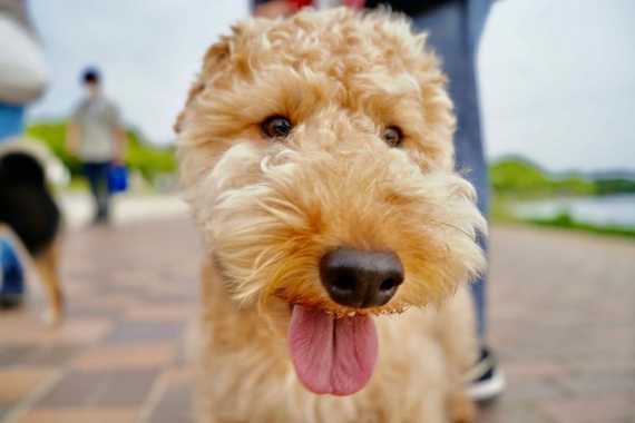 Dog Peed on You? Here's What It Means | Woof & Beyond