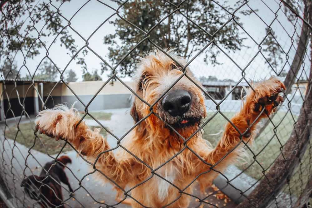 How to Keep Dogs Away: What to Do & What to Avoid | Woof & Beyond