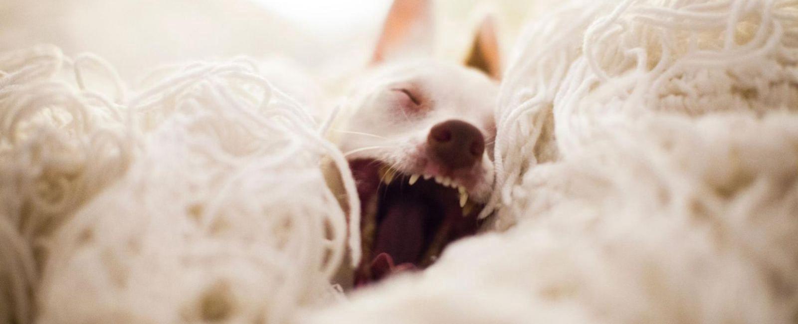 Preventing Fabric Eating in Dogs: Expert Tips and Strategies | Woof ...