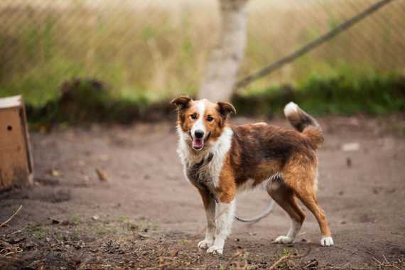 How to Keep Dogs Away: What to Do & What to Avoid | Woof & Beyond