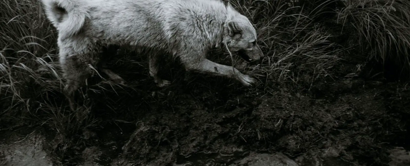 Cadaver Dogs: A Quick Look into Their Training | Woof & Beyond