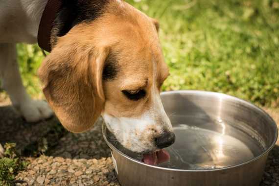 Dog Water Temperature: What Is The Best for Your Dog? | Woof & Beyond