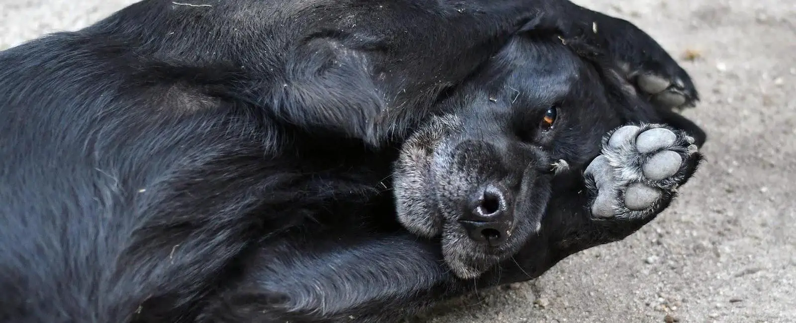 Dogs Hate These Tastes & Smells: Can Be Used as Good Dog Repellents ...