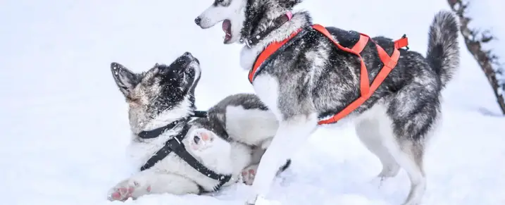 Dogs and Dominance: Why Your Pup Pins Others Down and How to Address It ...