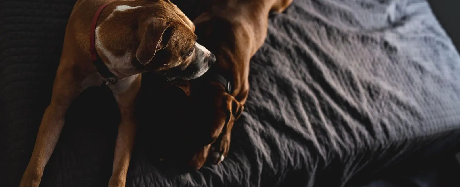 Why Do Dogs Get Stuck? Understanding the Copulatory Tie | Woof & Beyond