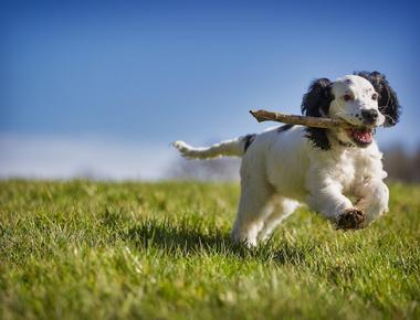 Is Your Dog Retarded or Mentally Challenged? | Woof & Beyond