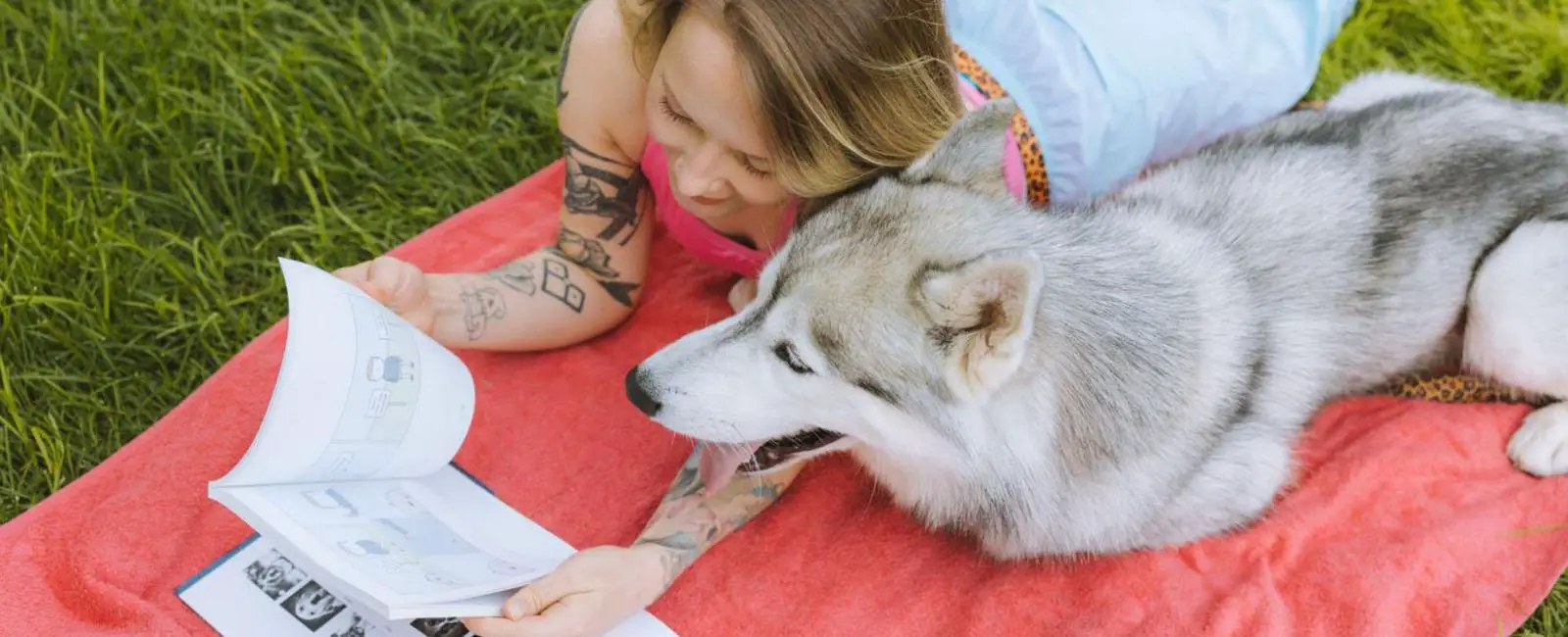 The Intelligent Canine: How Many Total Words Can a Dog Learn? | Woof ...