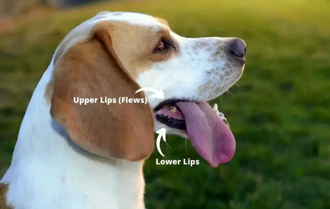Do Dogs Have Lips? | Woof & Beyond