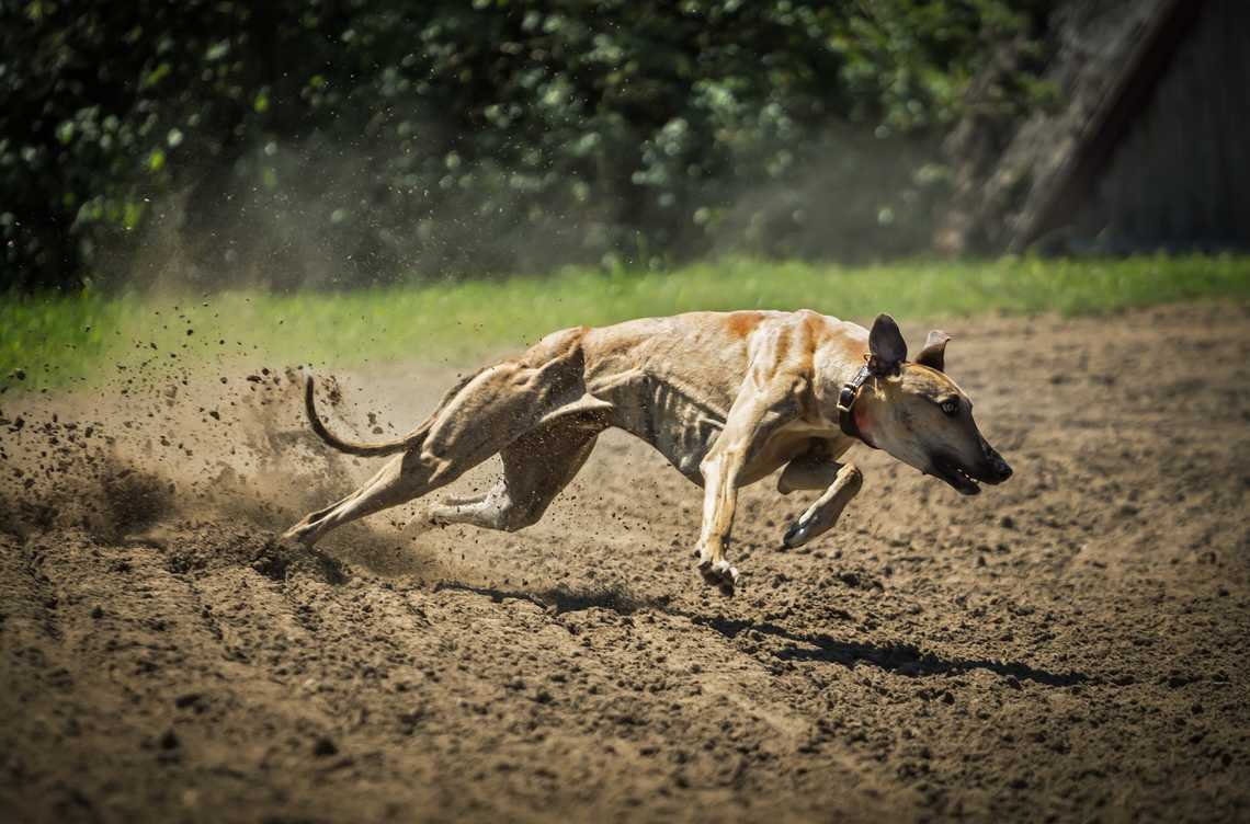 How Fast Can Dogs Run? | Woof & Beyond