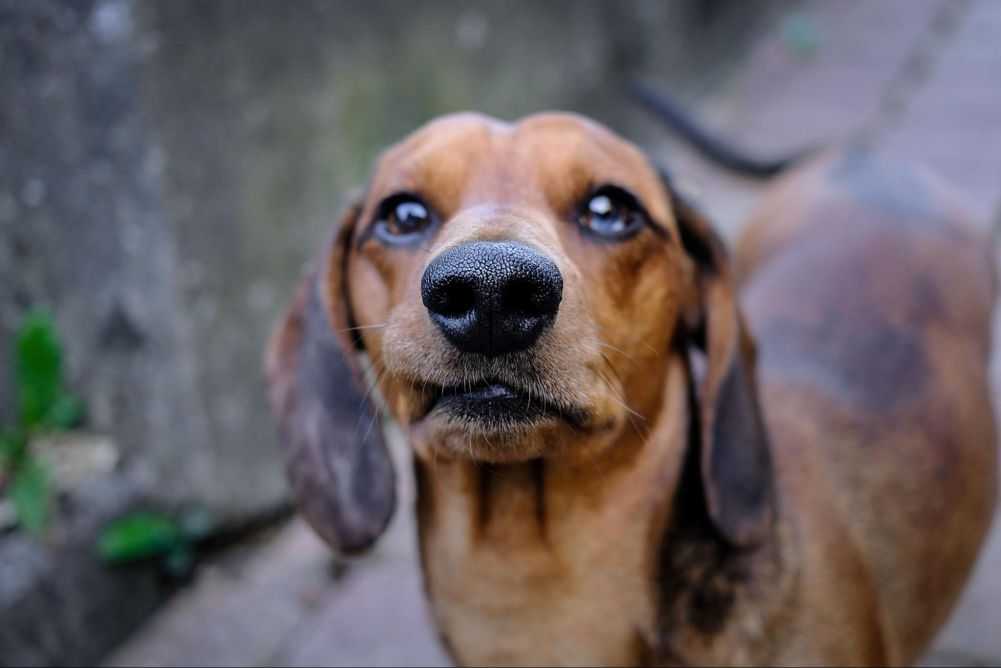 How to Keep Dogs Away: What to Do & What to Avoid | Woof & Beyond