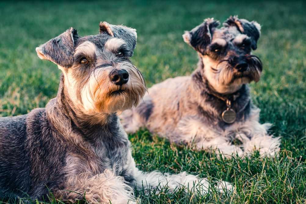 Dog Inbreeding: Can You Breed Sibling Dogs? | Woof & Beyond