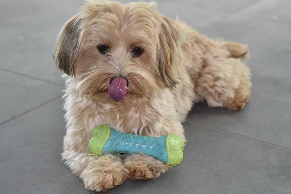Dog Likes To Lick Inside Your Mouth Here s Why Woof Beyond dog-likes-to-lick-inside-your-mouth-here-s-why-woof-beyond