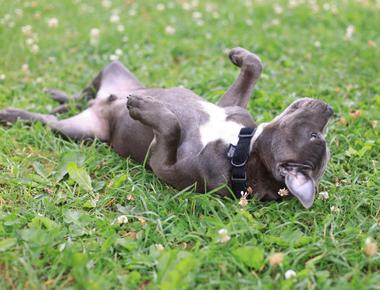 Dog Looks Like They Still Have Balls After Being Neutered? Here’s Why ...