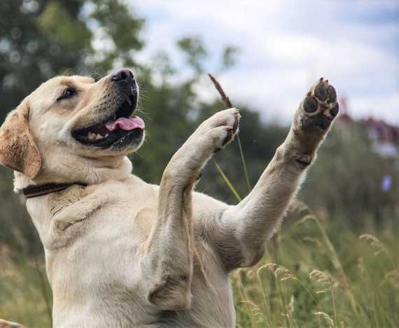 Dog Won't Sit Still? Here's What You Need to Know | Woof & Beyond