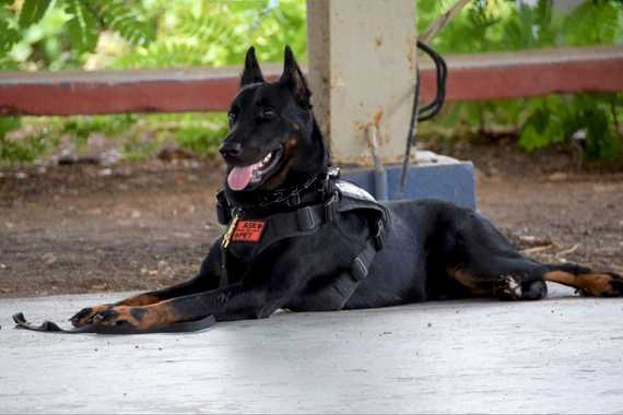 Cadaver Dogs: A Quick Look into Their Training | Woof & Beyond