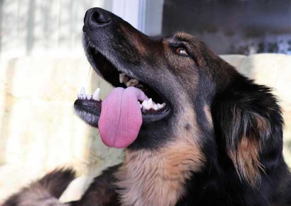 Dog Won't Sit Still? Here's What You Need to Know | Woof & Beyond