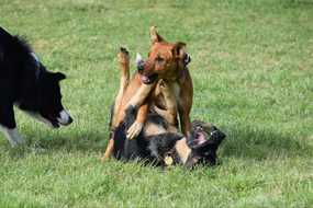 Dogs and Dominance: Why Your Pup Pins Others Down and How to Address It ...