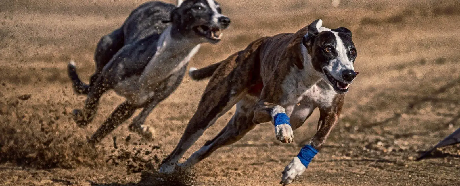 How Fast Can Dogs Run? | Woof & Beyond