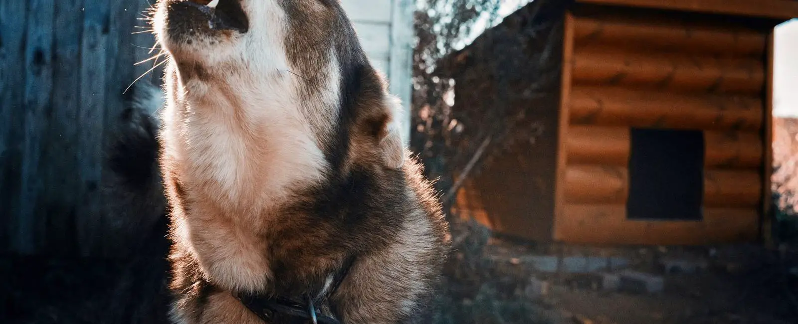 Dog Discipline Done Right: Should You Ever Hit Your Puppy? | Woof & Beyond