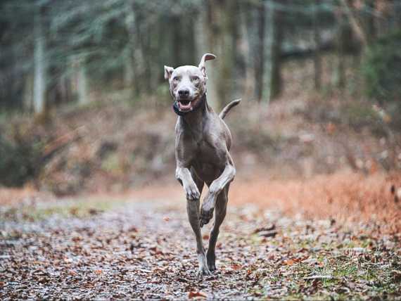 Chase Me if You Can: Understanding Your Dog's Love for Being Chased ...