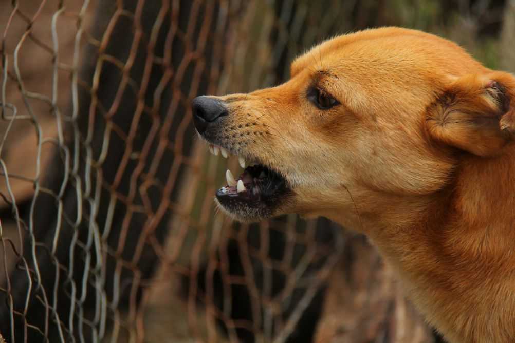 Dog Discipline Done Right: Should You Ever Hit Your Puppy? | Woof & Beyond