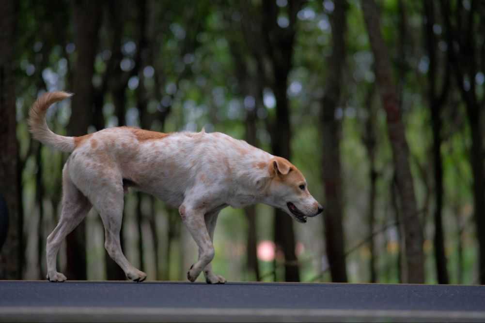 How to Know When Your Male Dog Wants to Mate: Signs to Watch out For ...