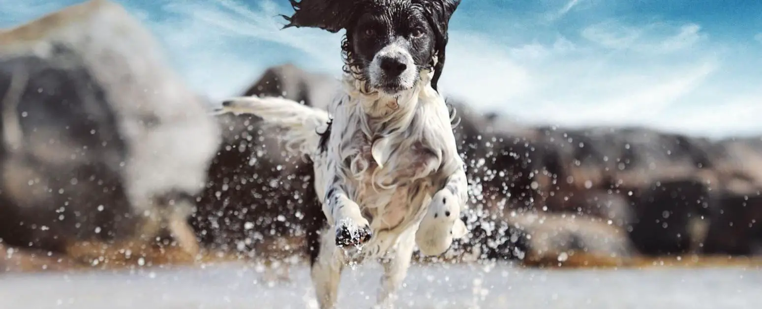 Chase Me if You Can: Understanding Your Dog's Love for Being Chased ...