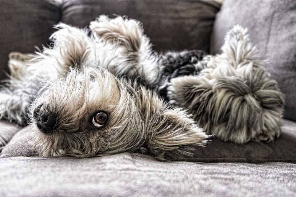 The Food's Gone: Here's Why Dogs Hide Food | Woof & Beyond
