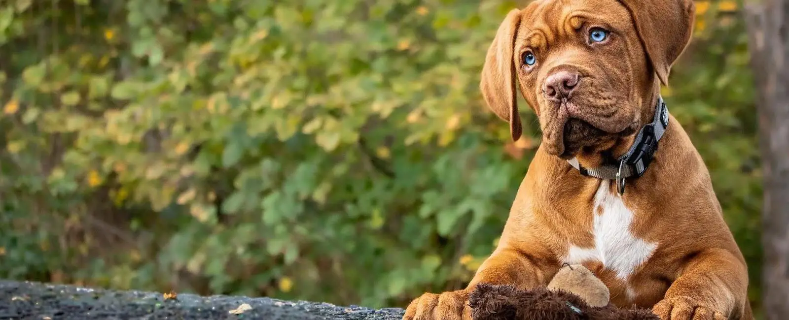 Is Your Dog Retarded or Mentally Challenged? | Woof & Beyond