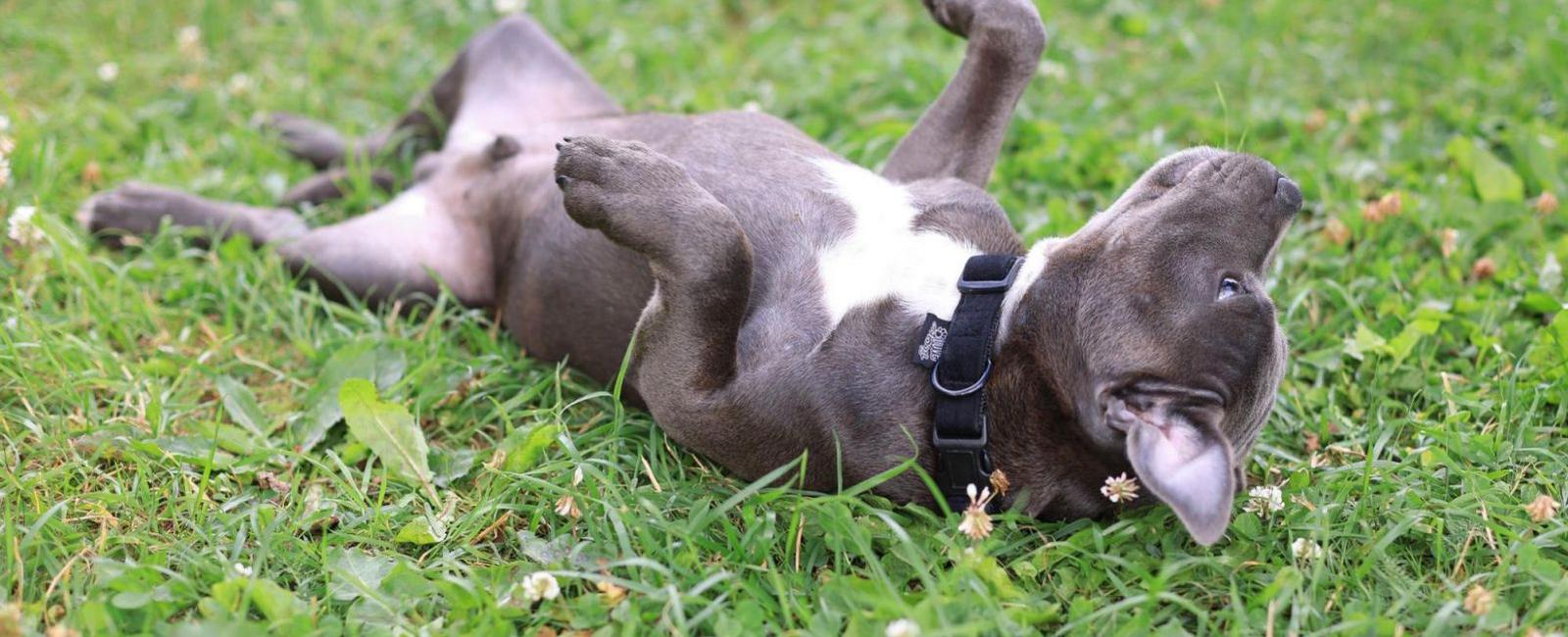 Neutering & Spaying: How to Tell If a Dog Is Already Fixed | Woof & Beyond