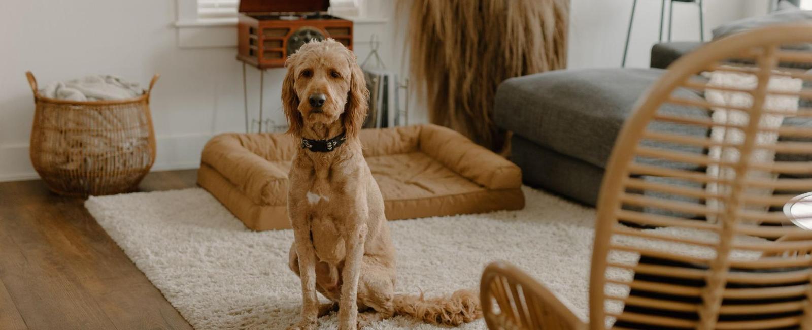 Neutering & Spaying: Top 8 Tips for a Fast Recovery | Woof & Beyond