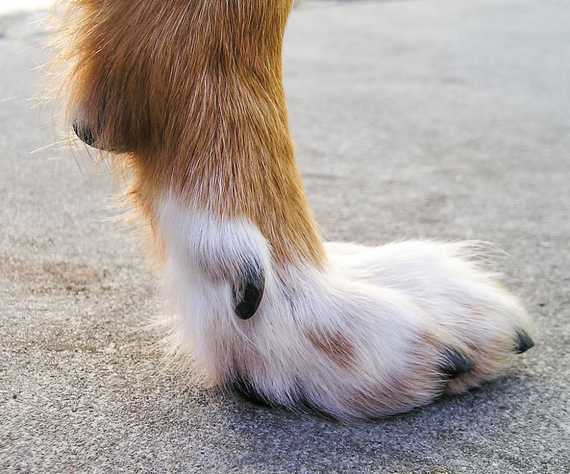 How Many Toes Does a Dog Have? | Woof & Beyond
