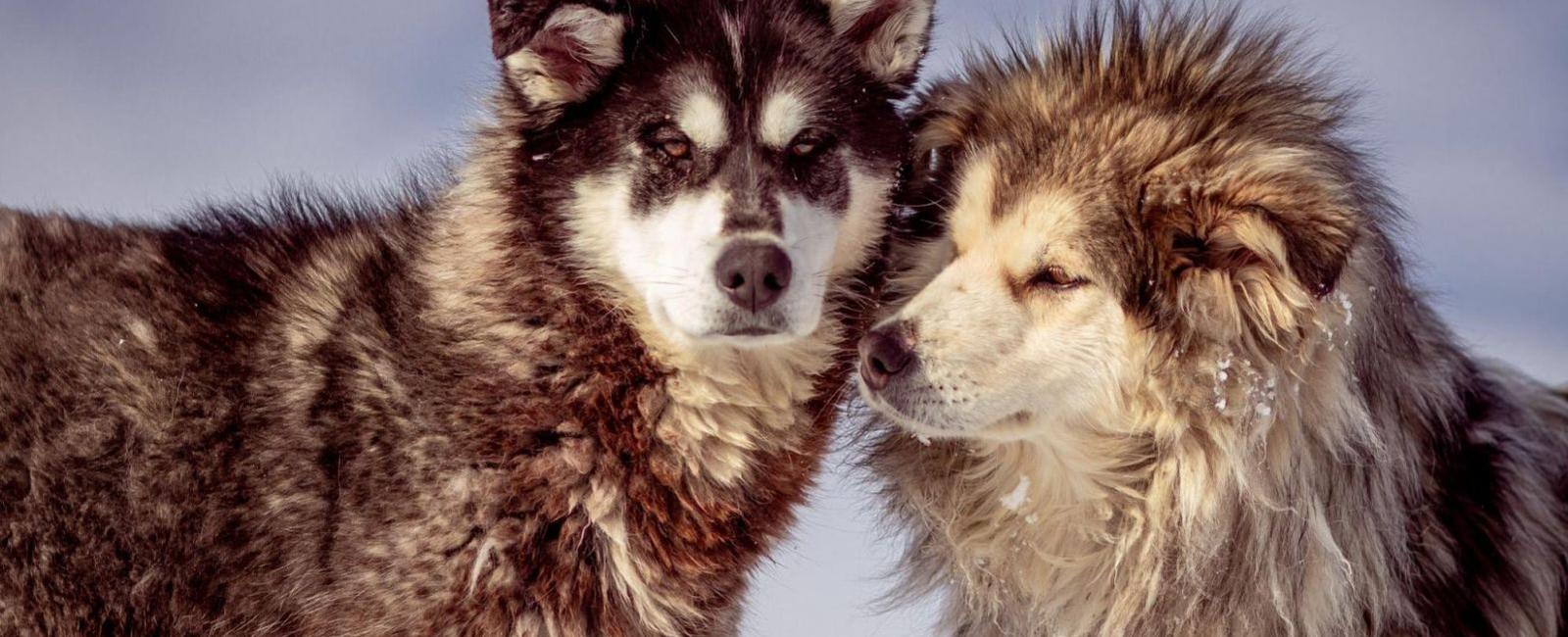 Make Love, Not War: How to Get Your Dogs to Get Along | Woof & Beyond
