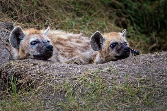 Are Hyenas Dogs? Can They Interbreed? | Woof & Beyond
