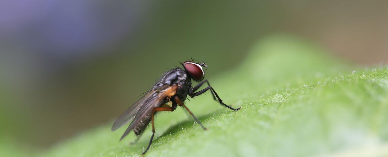 Why Are Some Dogs Afraid of Flies? | Woof & Beyond