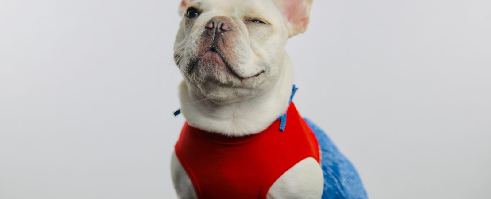 Why Do Dogs Wink? | Woof & Beyond