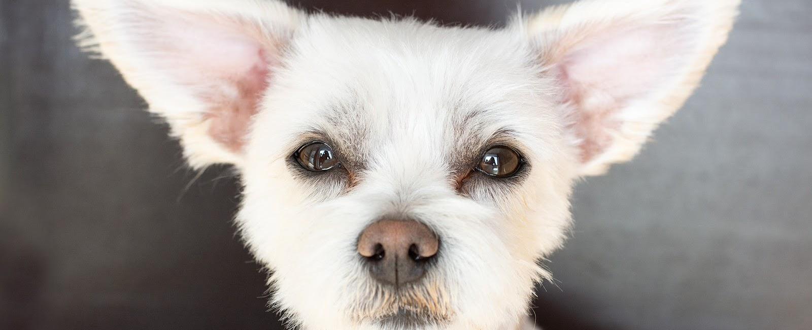 How Loud Is Too Loud for a Dog? | Woof & Beyond