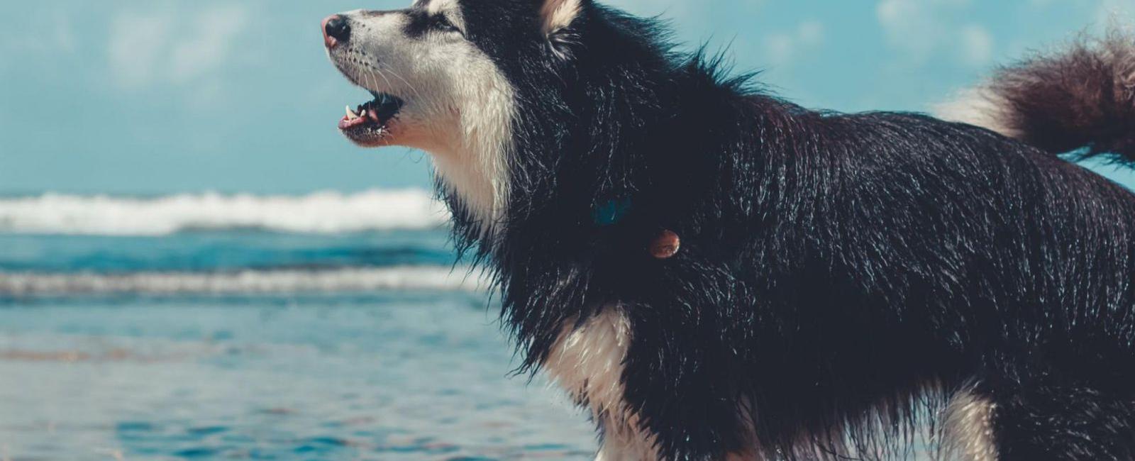 The Art of Vocalization: How to Get Your Dog to Speak on Command | Woof ...