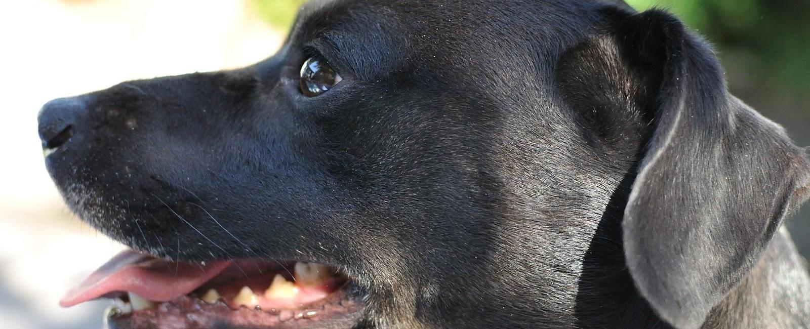 Is It Better To Spay A Dog Before Or After Her First Heat