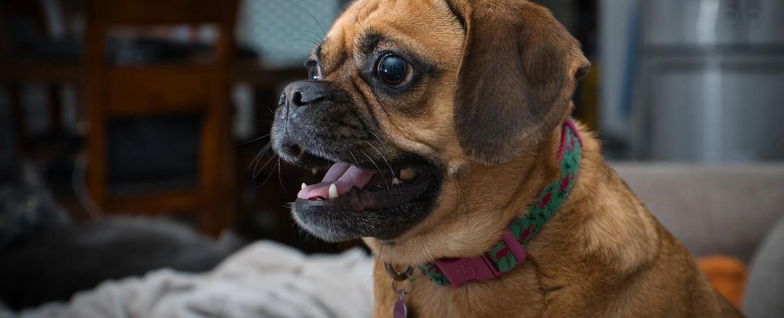 Dog Barking at Night? Here's How to Get a Good Night's Sleep Again ...