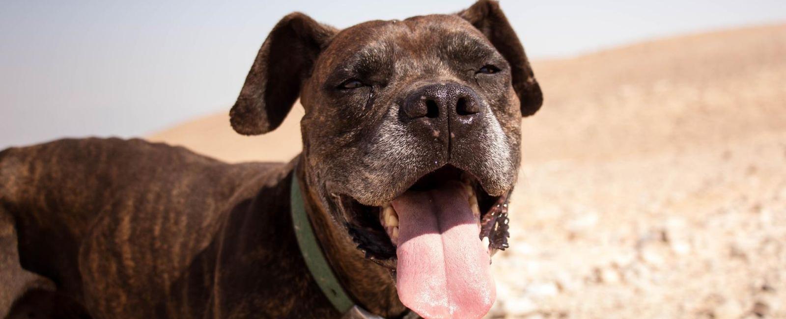 Dog Won't Sit Still? Here's What You Need to Know | Woof & Beyond