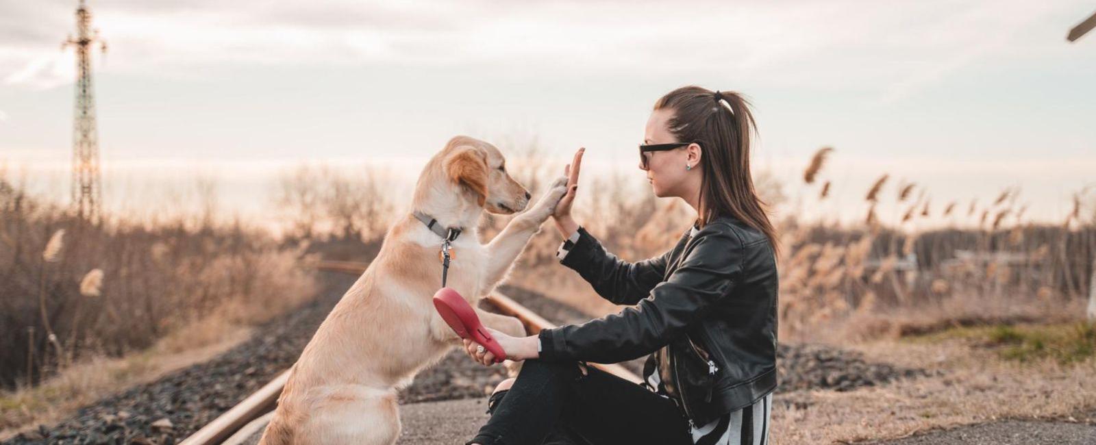 Why Dogs Obey: A Closer Look at the Psychology and Training behind ...