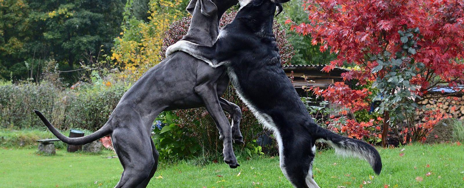 Why Do Dogs Hump? | Woof & Beyond