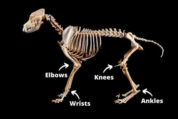 Do Dogs Really Have Knees? Here's the Absolute Truth | Woof & Beyond